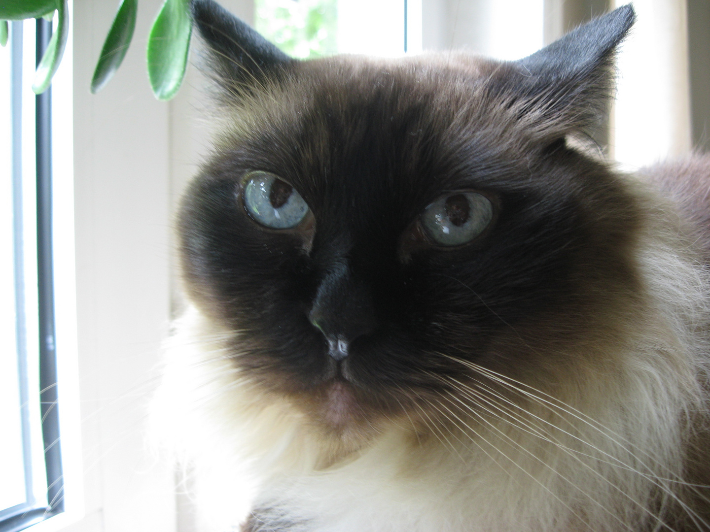 Blue Eyes Foto & Bild | tiere, haustiere, katzen Bilder auf fotocommunity