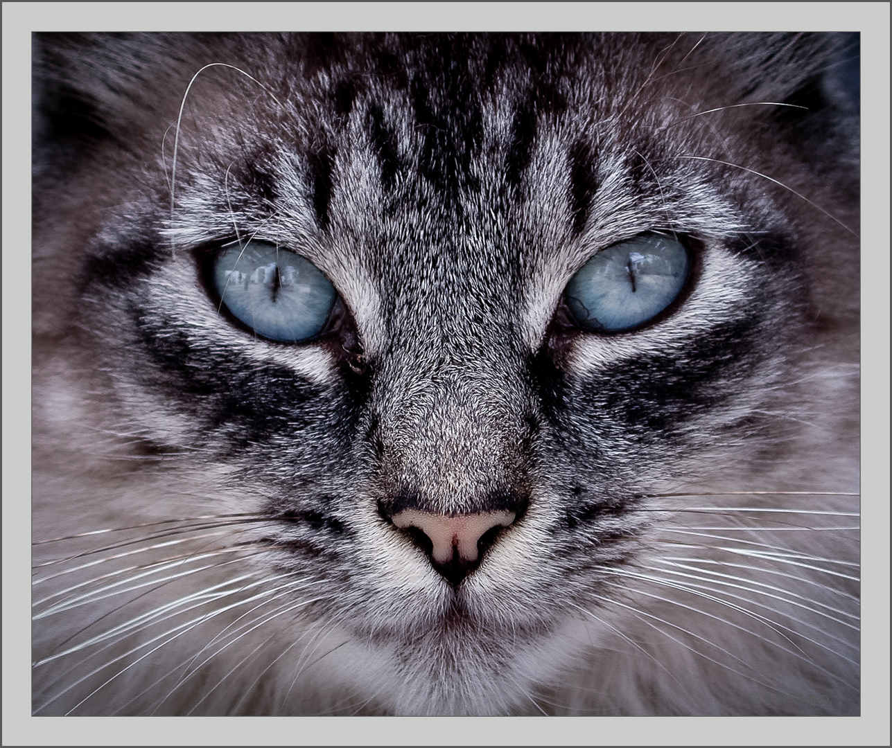 blue eyes Foto & Bild | tiere, haustiere, katzen Bilder auf fotocommunity
