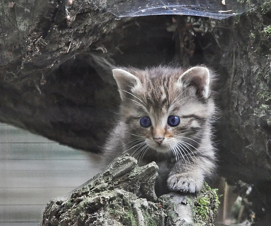 *Blue Eyes* Foto & Bild | tiere, tierkinder, tierkinder Bilder auf fotocommunity
