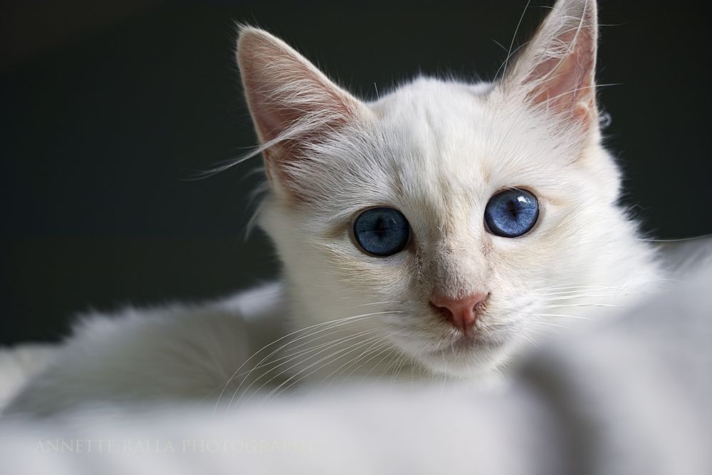 Blue Eyes Foto & Bild | tiere, haustiere, katzen Bilder auf fotocommunity