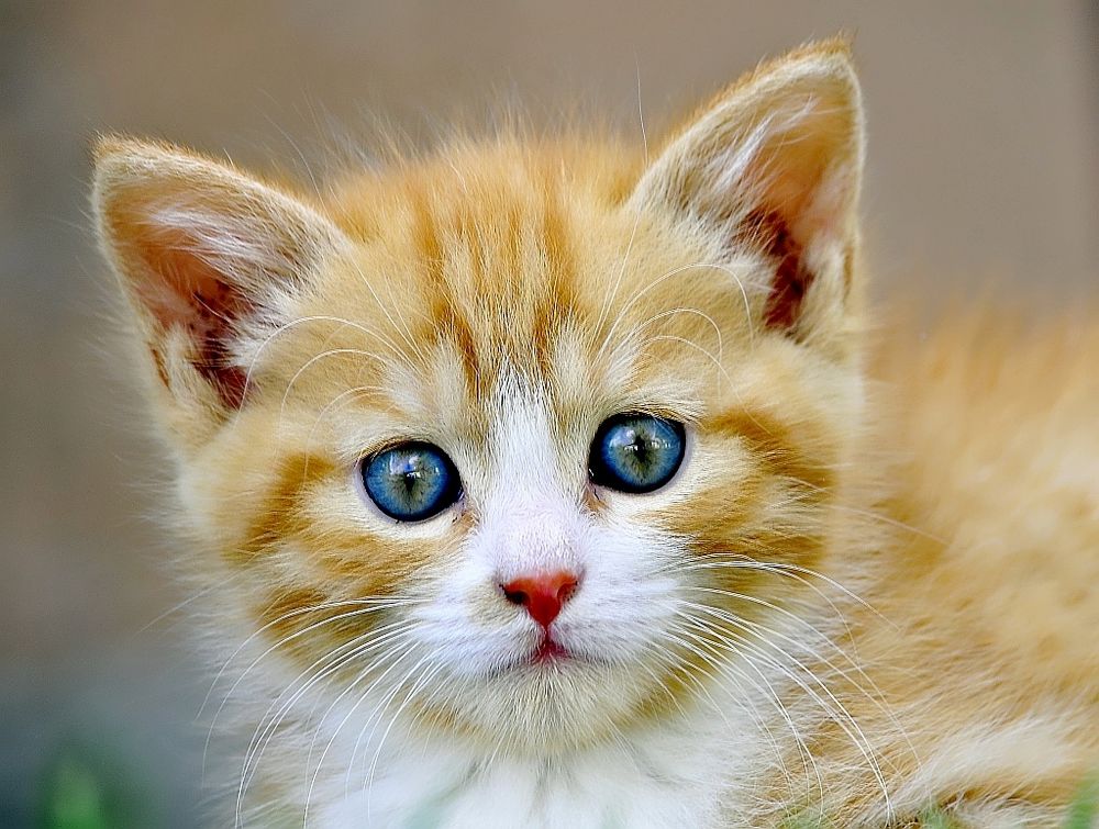 blue eyes Foto & Bild | tiere, haustiere, katzen Bilder auf fotocommunity