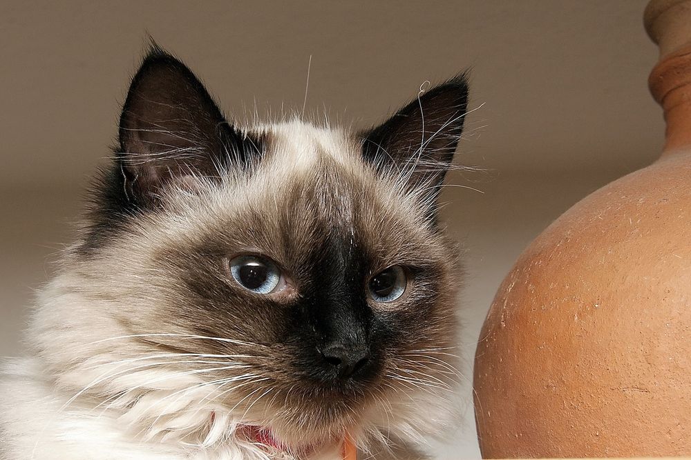 Blue Eyes Foto & Bild | tiere, tierdetails, meine tops Bilder auf fotocommunity