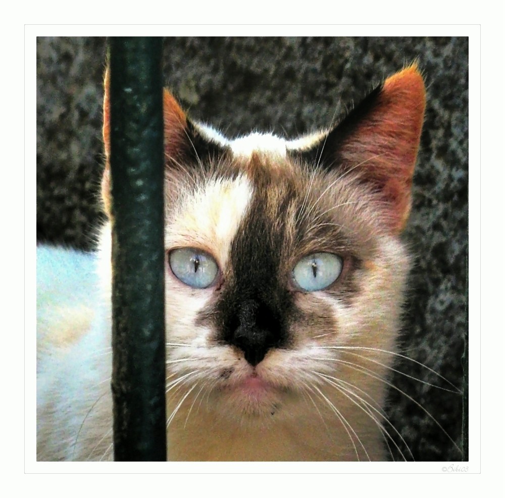 blue eyes Foto & Bild | tiere, haustiere, katzen Bilder auf fotocommunity