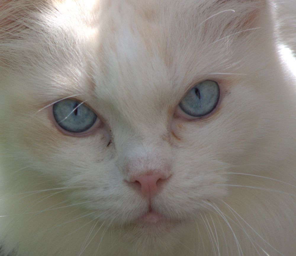 Blue Eyes Foto & Bild | tiere, haustiere, katzen Bilder auf fotocommunity