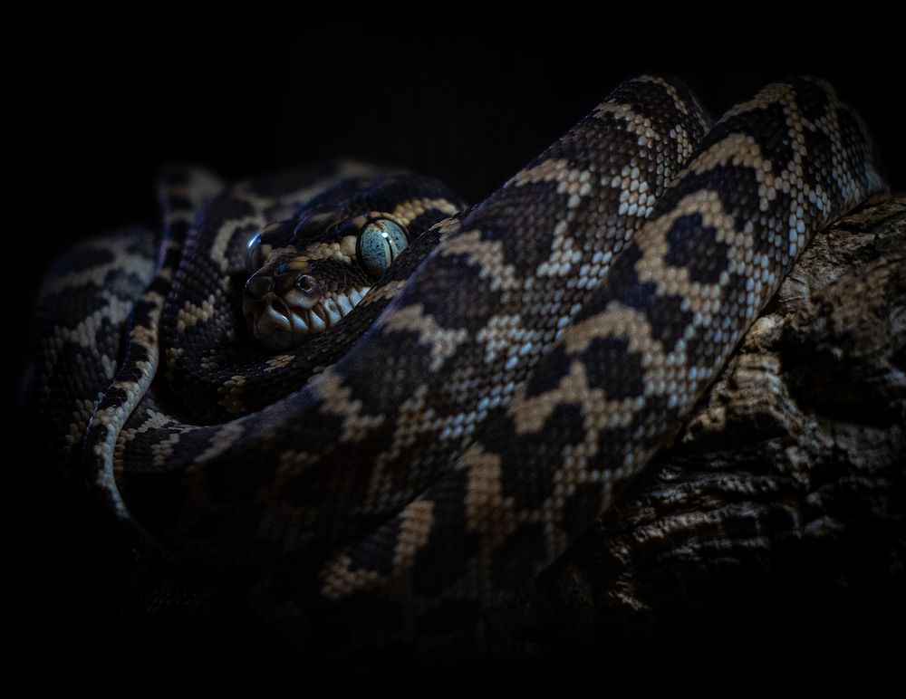 Blue Eyes Foto & Bild | natur, tiere, python Bilder auf fotocommunity