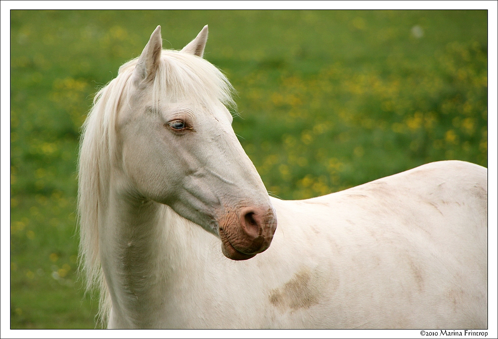 Blue Eyes - Irish Tinker - Irish Cob - Gypsy Vanner, Tipperary Irland ...