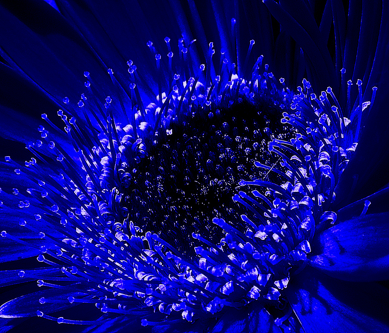 blue Foto & Bild | blau, makro, natur Bilder auf fotocommunity