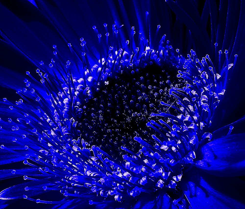 blue Foto & Bild | blau, makro, natur Bilder auf fotocommunity