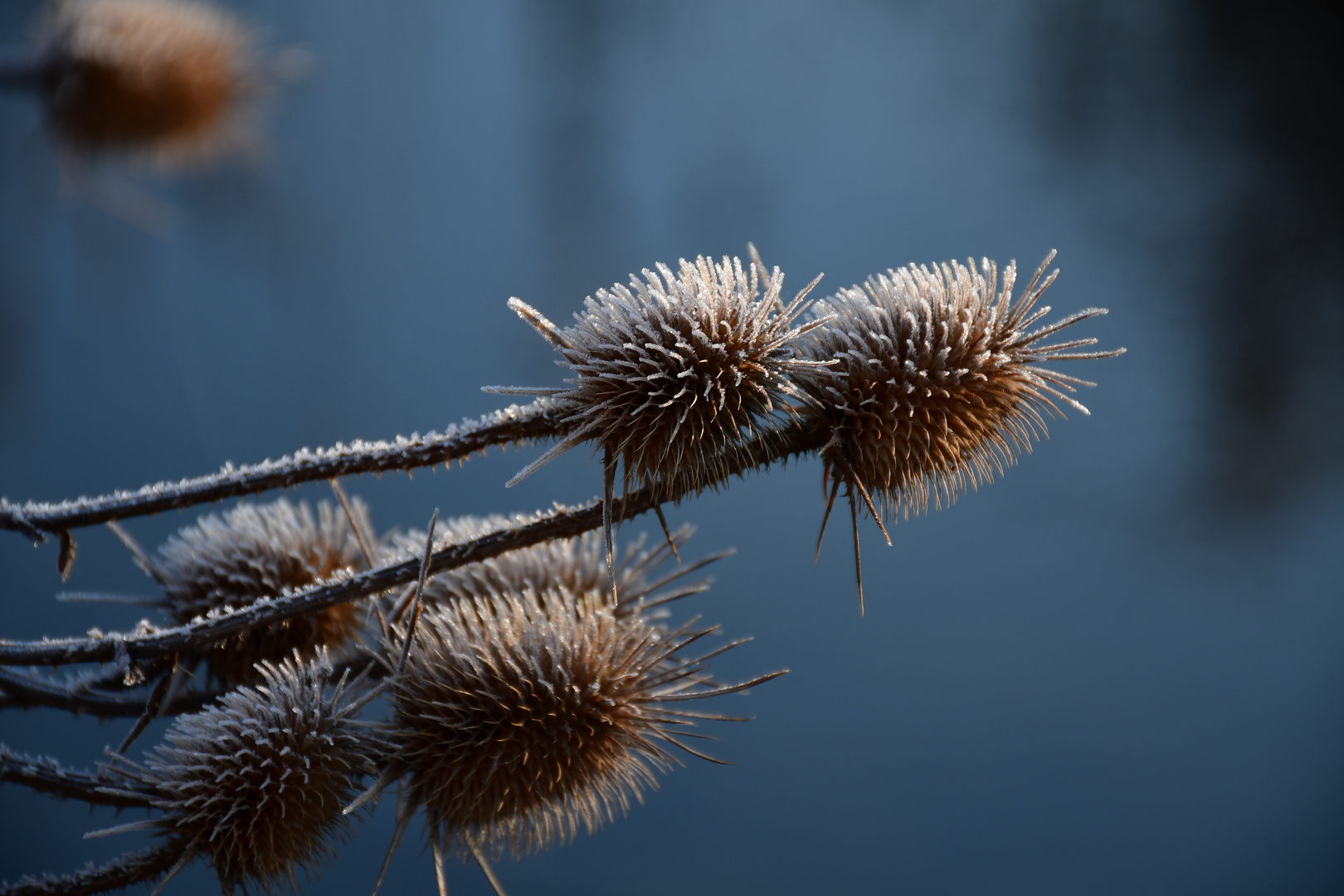 Blue Icy Monday Foto & Bild | pflanzen, pilze & flechten, blüten ...