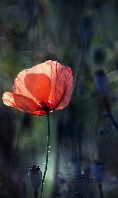 blue mohn Foto & Bild | natur-kreativ, aufnahmetechniken, natur fine ...