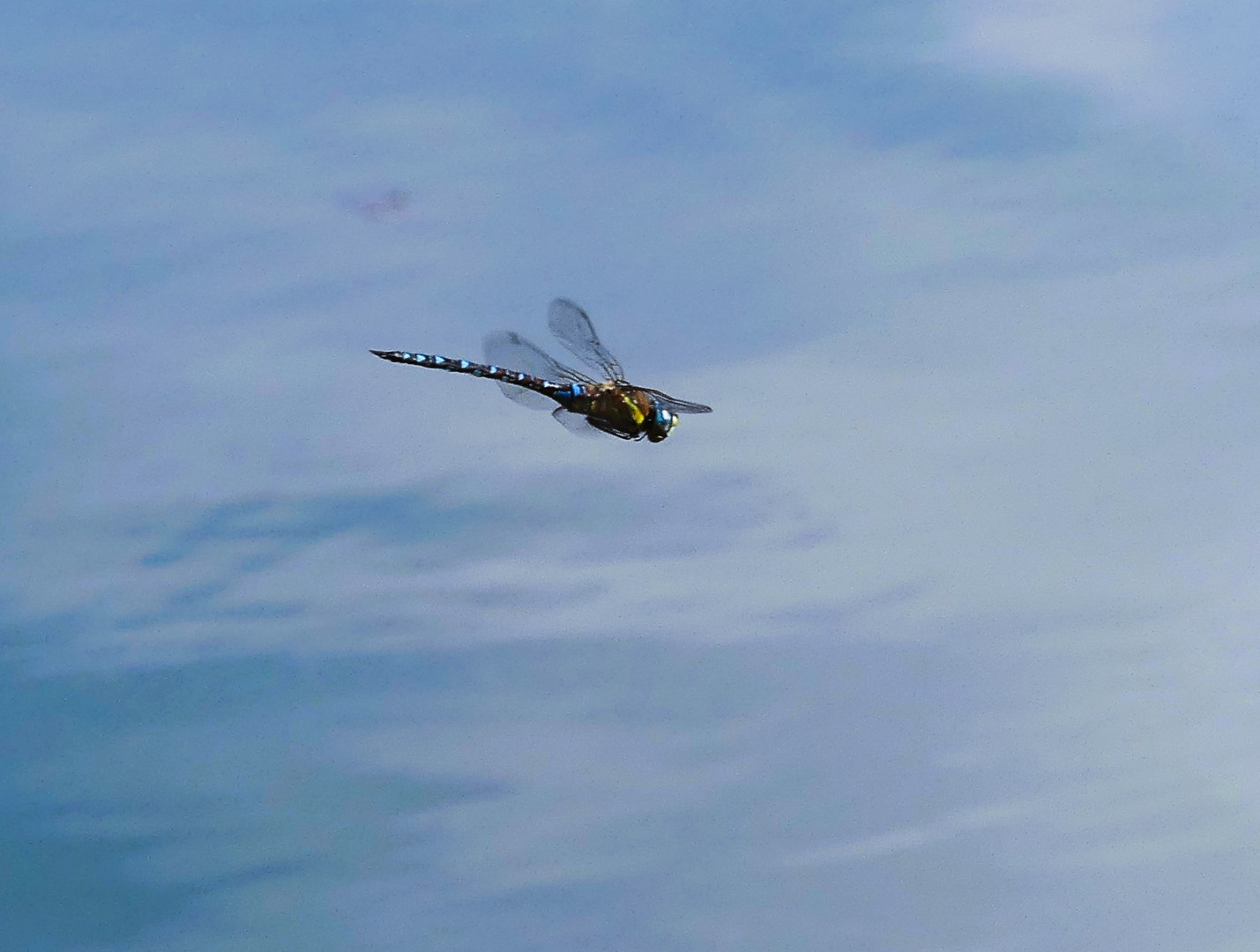 Blue Monday - Die blaue Libelle steht in der Luft... Foto & Bild ...