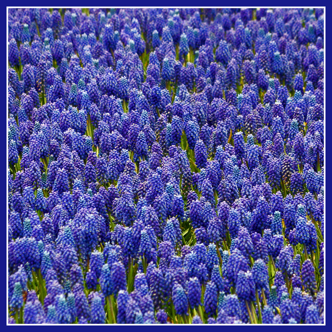 blue monday.... Foto & Bild | projekte, 1 - montag - blue monday, thementage Bilder auf ...