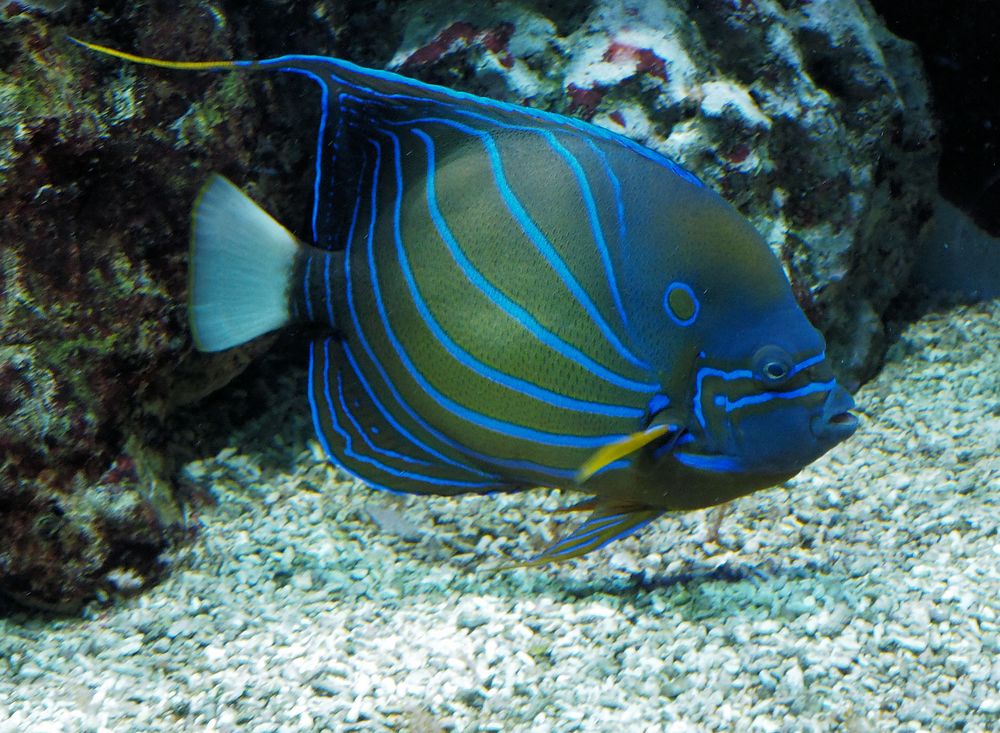 Blue Monday Fisch …. Foto & Bild | blue, blau, tiere Bilder auf ...