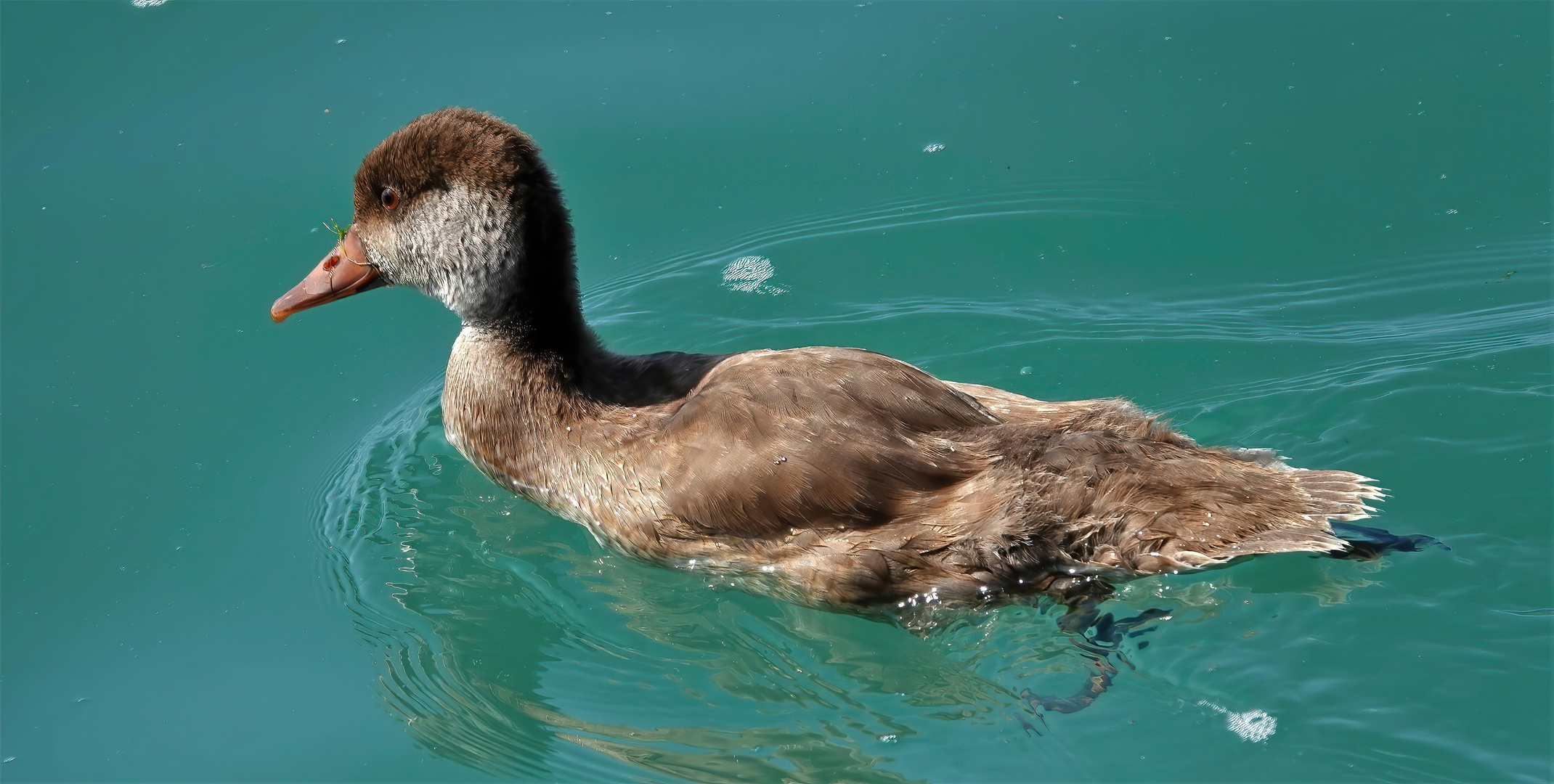 *blue monday* quak quak Foto & Bild | tiere, wildlife, wild lebende ...