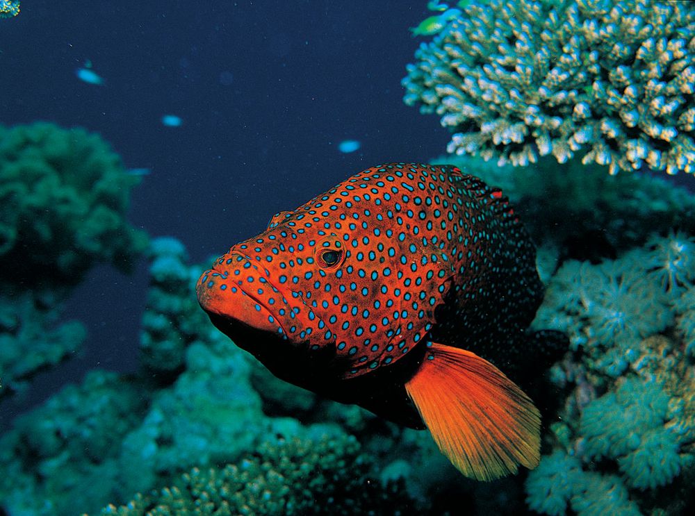 blue spotted grouper Foto & Bild | sonstiges, natur Bilder auf ...