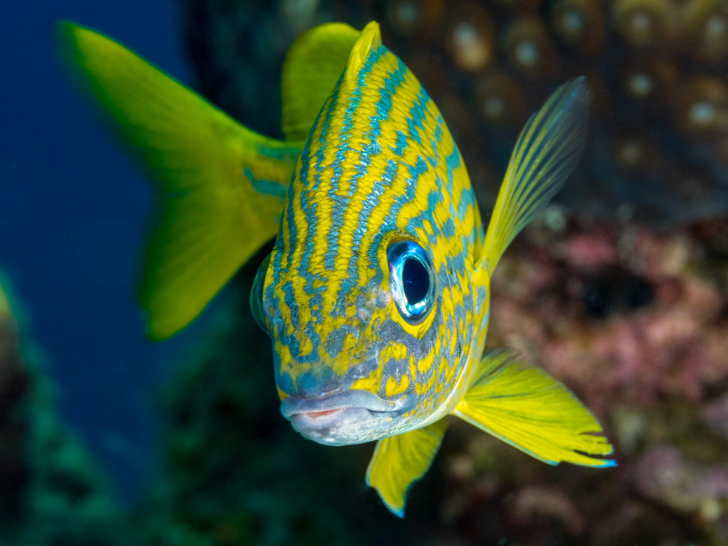 Blue Striped Grunt Foto & Bild | unterwasser, uw-salzwasser, natur ...