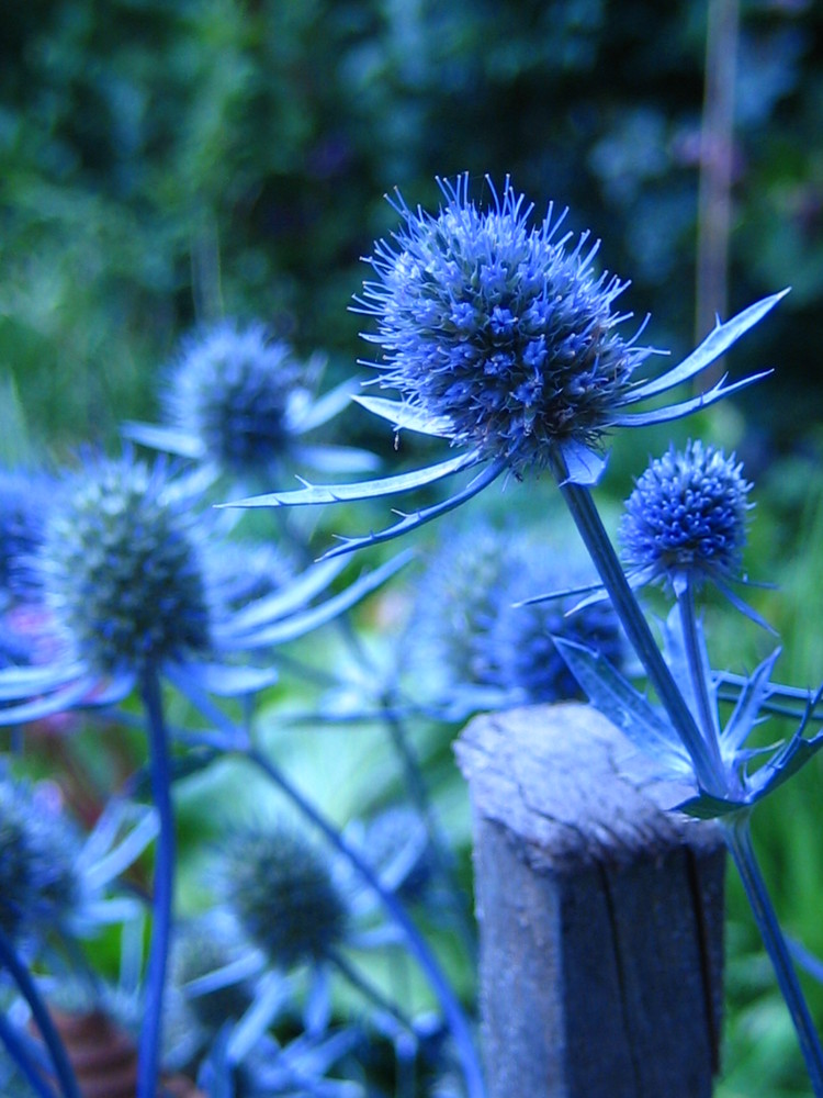blue thistle Foto & Bild | jahreszeiten, herbst, natur Bilder auf ...