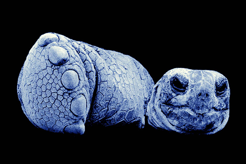 Blue Turtle Foto & Bild | monochrom, bearbeitungs - techniken, tiere Bilder auf fotocommunity