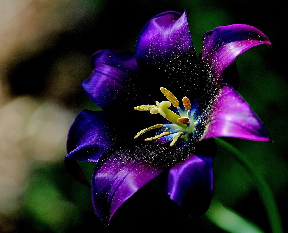 Blue Velvet Foto & Bild | archiv - kritik am bild, kritik am bild ...