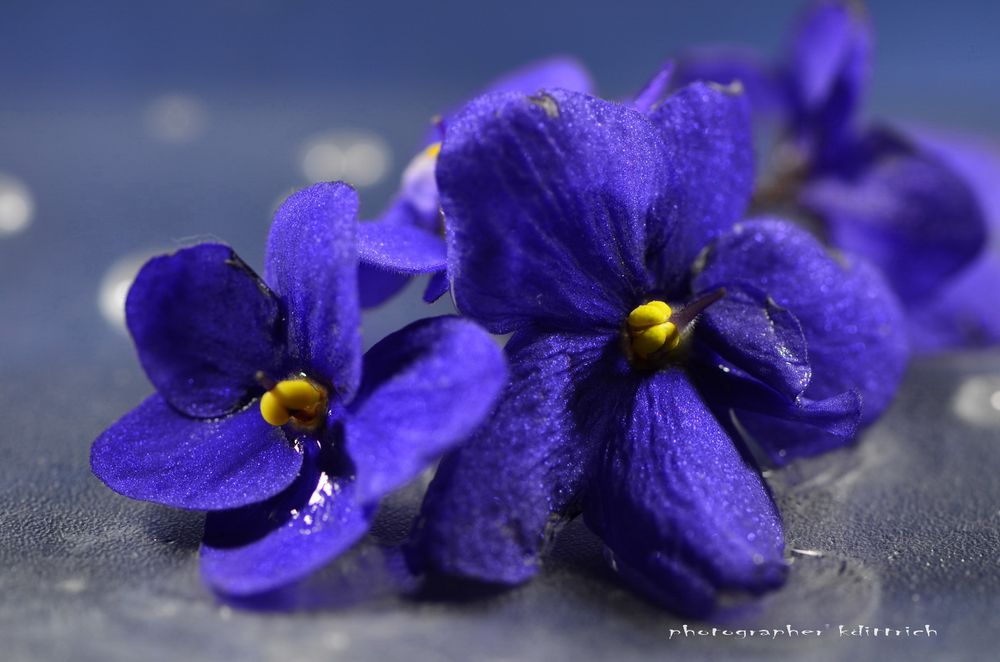 Blue Velvet.... Foto & Bild | natur-makros, natur-kreativ ...