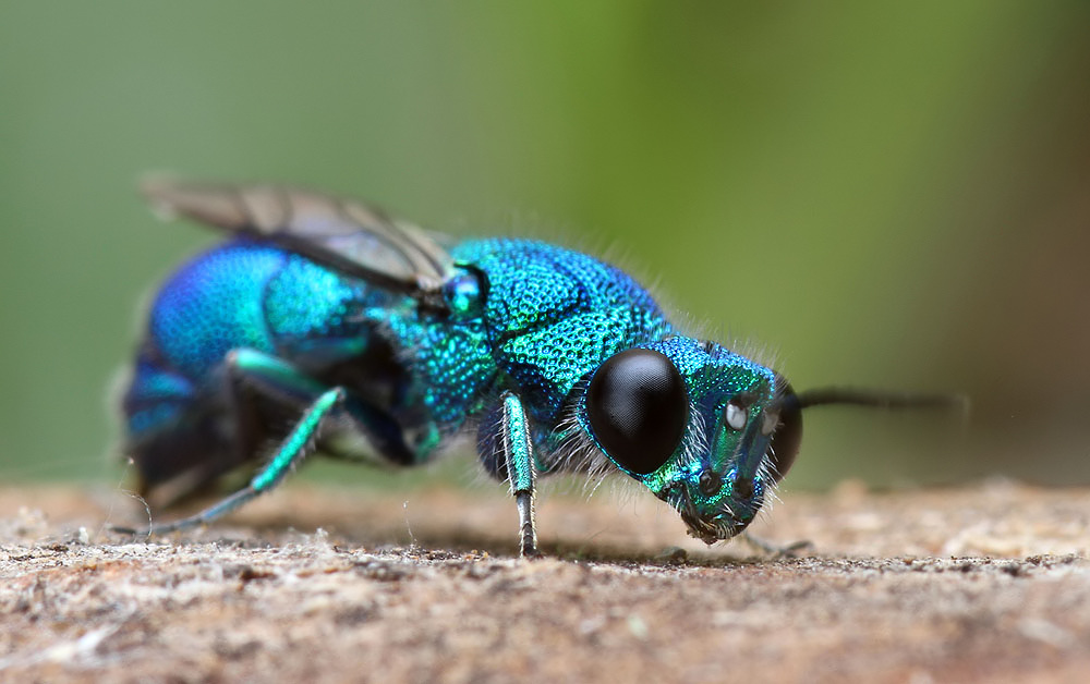Blue Wasp Chile Foto & Bild | tiere, wildlife, insekten Bilder auf ...