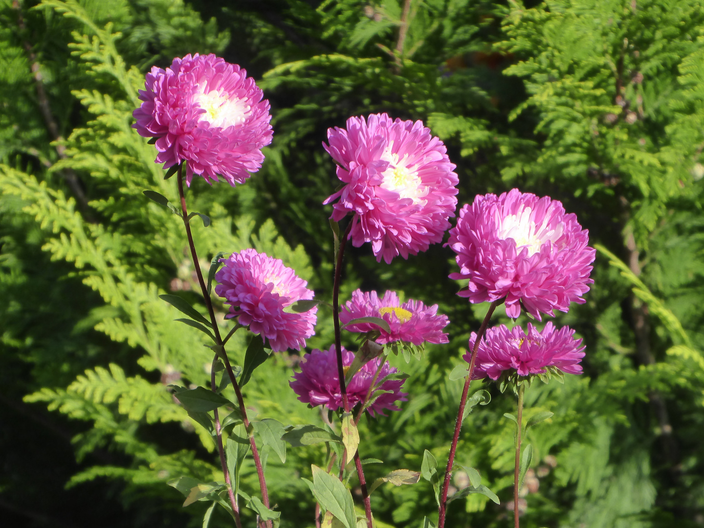 blühende Astern Foto & Bild | pflanzen, pilze & flechten, blüten ...
