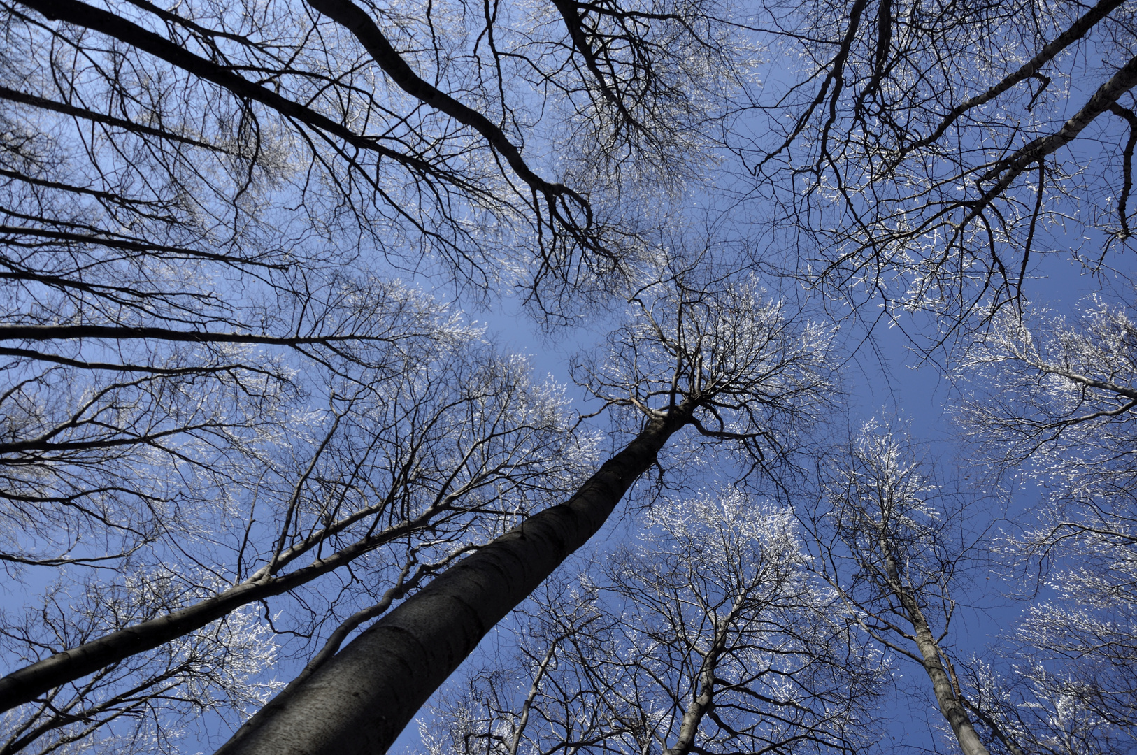 blühende Bäume? Foto & Bild | jahreszeiten, winter, natur Bilder auf ...