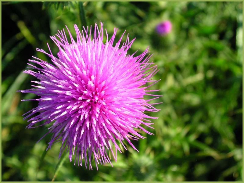 Blühende Distel Foto & Bild | pflanzen, pilze & flechten, blüten ...