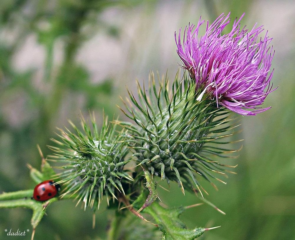 Blühende Distel.... Foto & Bild | natur, pflanzen, blüten Bilder auf ...