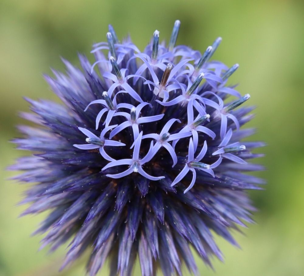 Blühende Distel Foto & Bild | Bilder auf fotocommunity