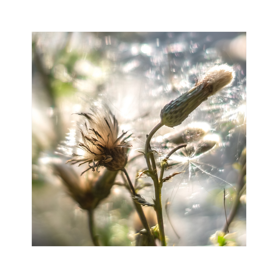 Blühende Distel im Garten (#3) Foto & Bild | spezial, natur, pflanzen ...