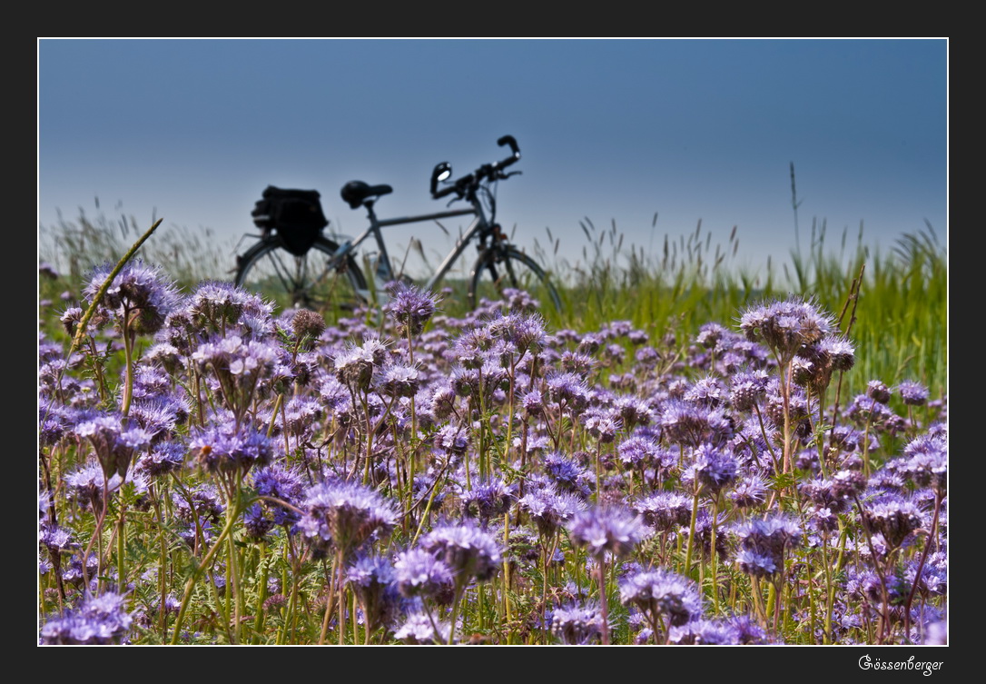 Blühende Disteln im leichtem lila Foto & Bild | landschaft, Äcker ...