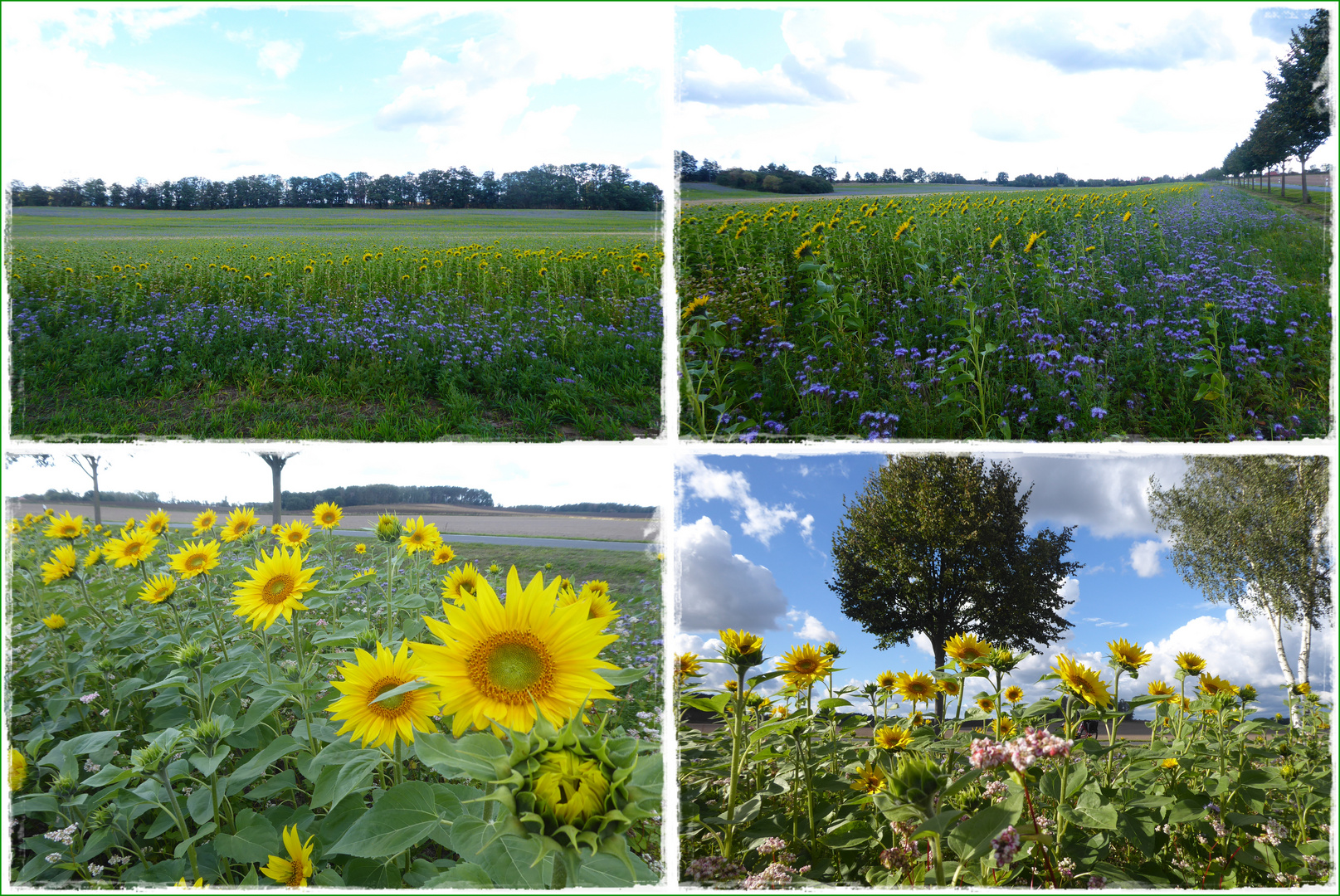 blühende Felder .... Foto & Bild | pflanzen, pilze & flechten ...