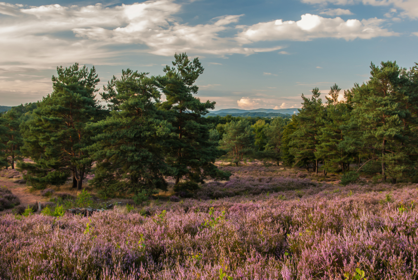"Blühende Heide 3" Foto & Bild | landschaft, heide, kaiserslautern ...