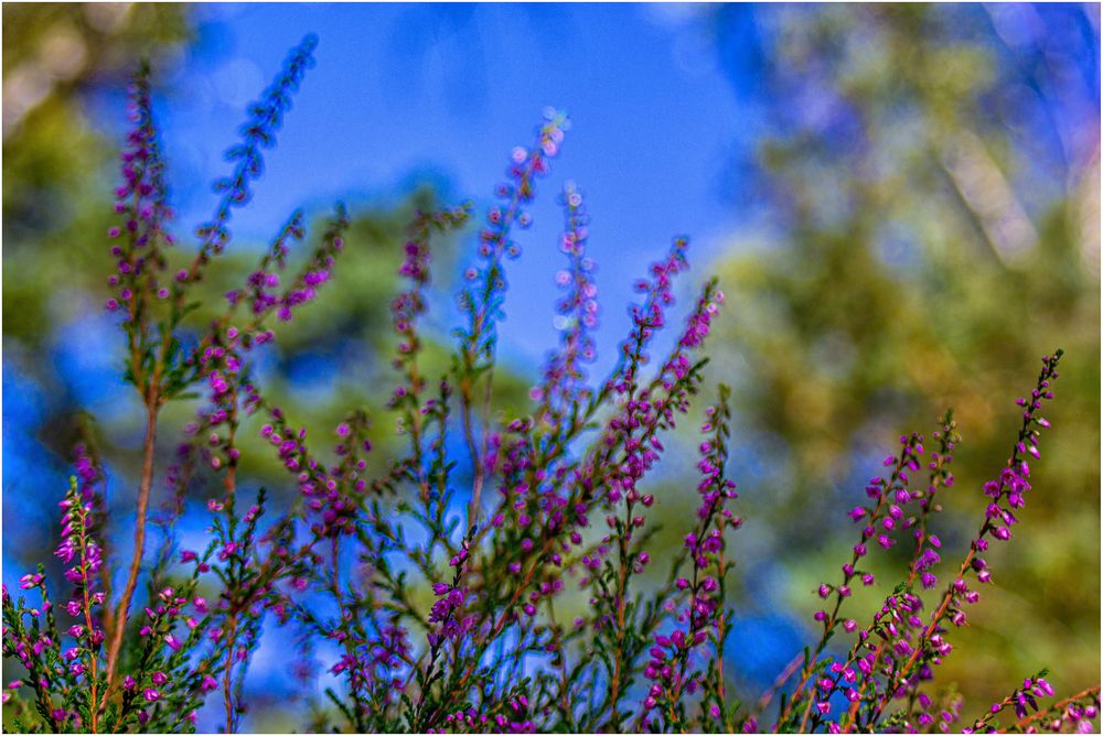 Blühende Heide ... Foto & Bild | blue, blau, natur Bilder auf fotocommunity