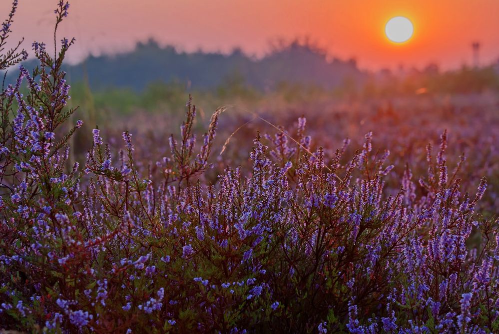 Blühende Heide Foto & Bild | landschaft, heide, sonnenaufgang Bilder ...