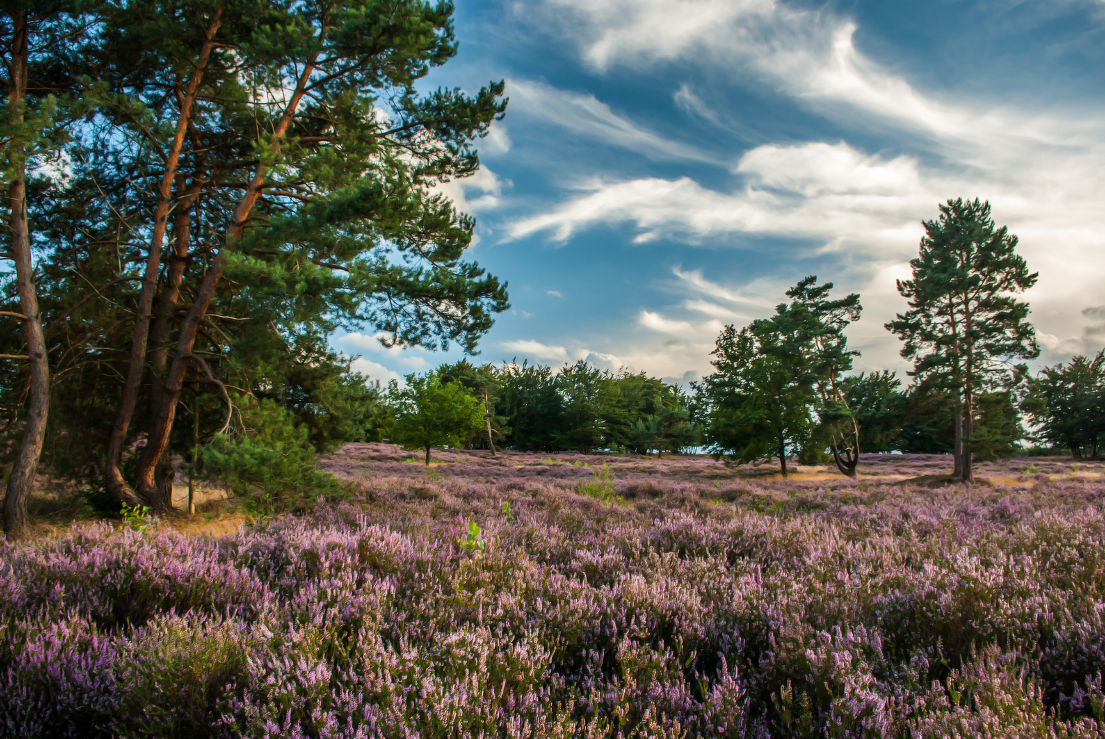 "Blühende Heide" Foto & Bild | landschaft, heide, kaiserslautern Bilder ...