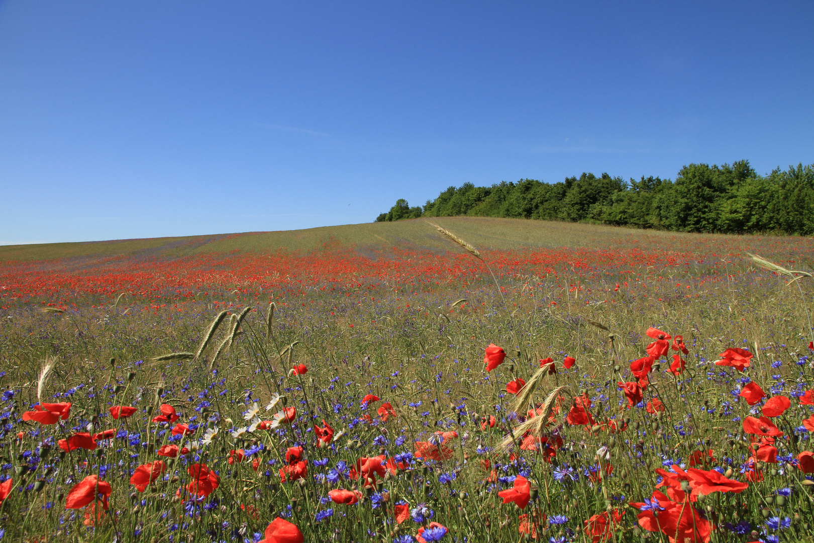 Blühende Landschaft Foto & Bild | landschaft, kulturlandschaften, natur Bilder auf fotocommunity