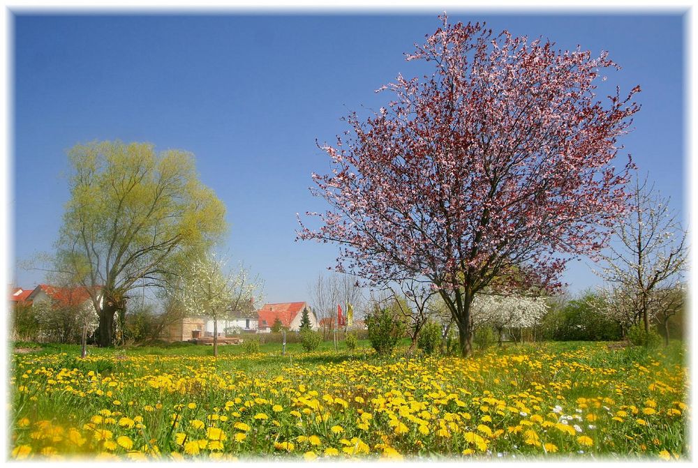 Blühende Landschaften III Foto & Bild | jahreszeiten, frühling, natur Bilder auf fotocommunity