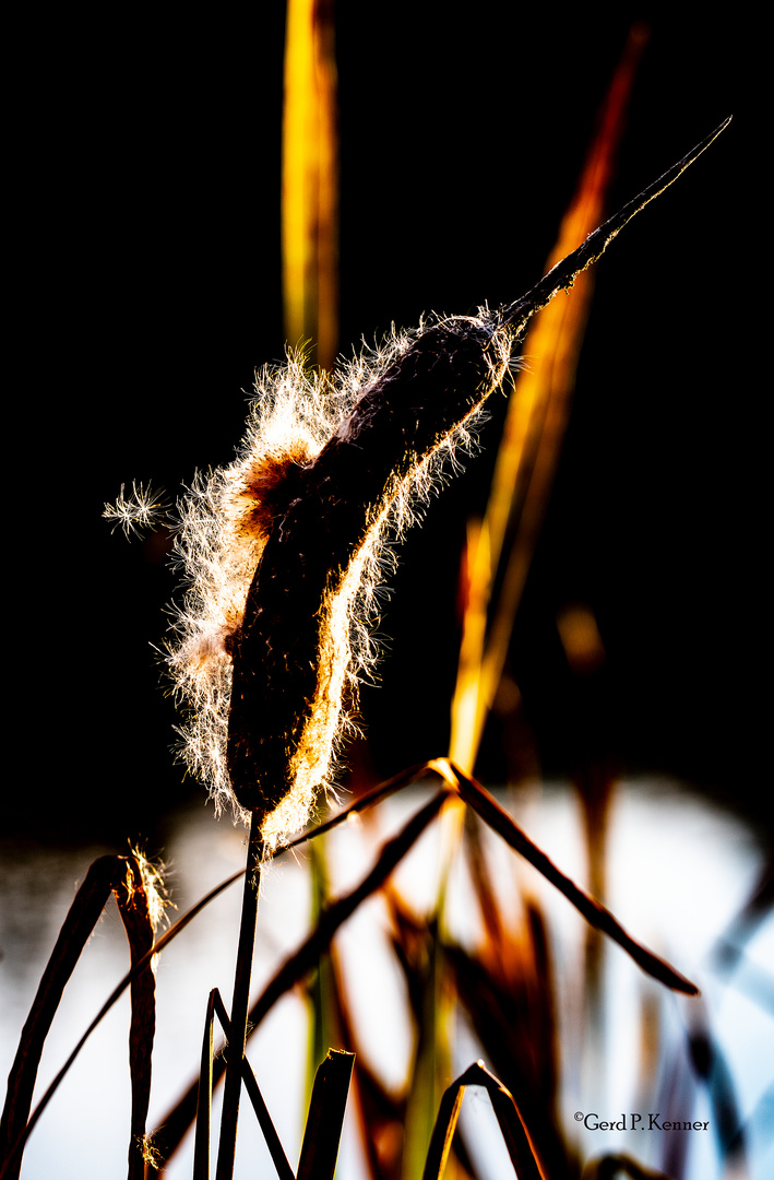 blühende Rohrkolben - blooming reed/cattail Foto & Bild | deutschland ...