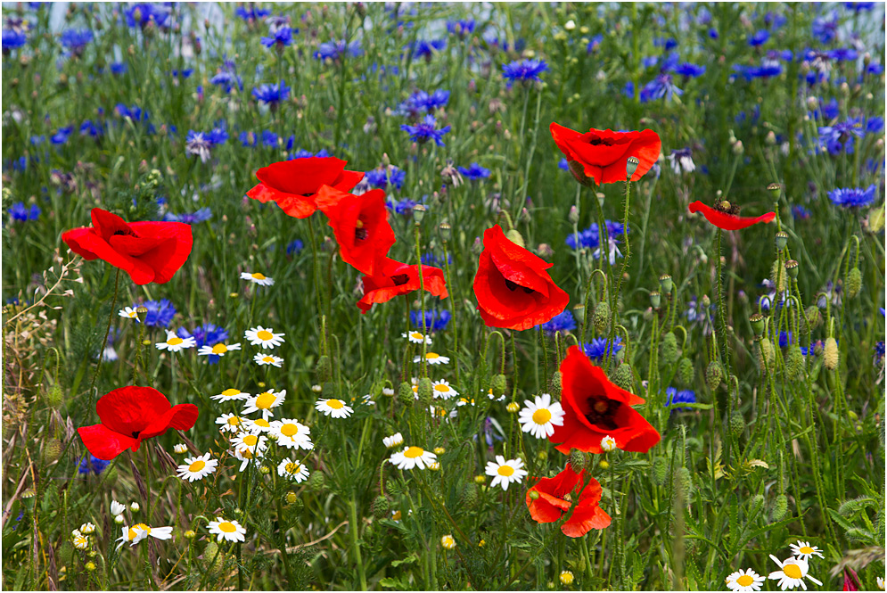 Blühende Wiesen.. Foto & Bild | mecklenburg, natur Bilder auf fotocommunity