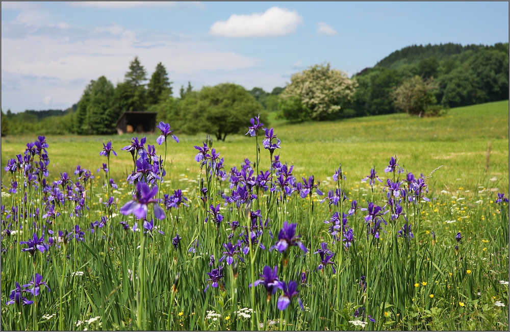 - Blühende Wiesen II - Foto & Bild | landschaft, Äcker, felder & wiesen ...