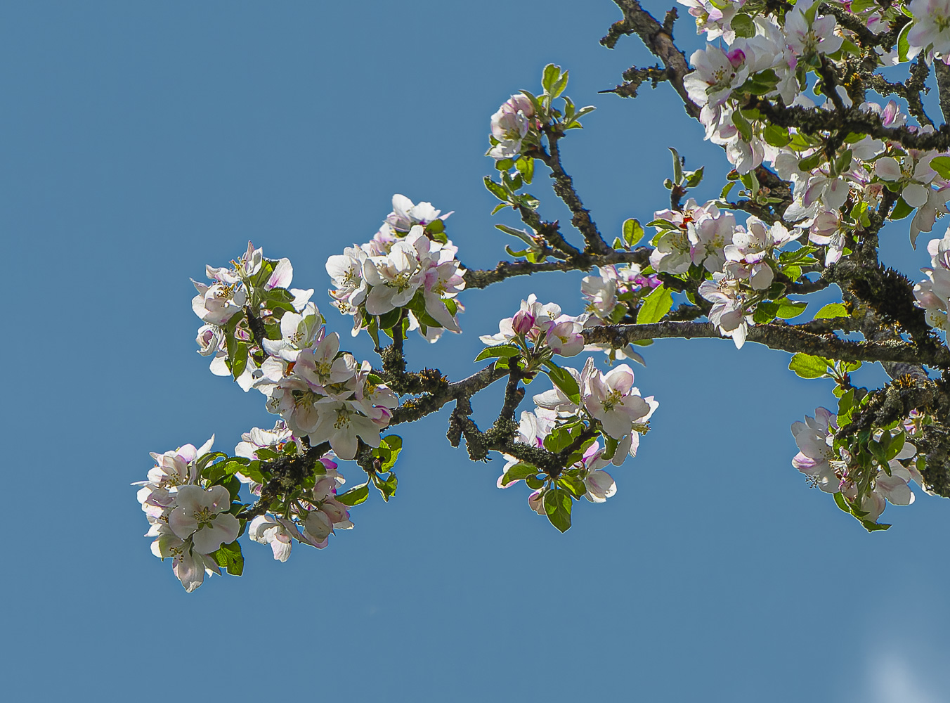 blühender Apfelbaum Foto & Bild | pflanzen, pilze & flechten, bäume ...