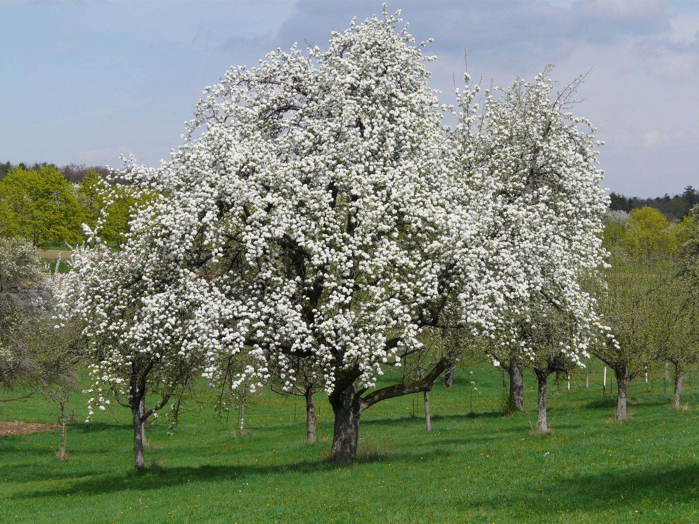 Blühender Birnbaum im April Foto & Bild | landschaft, Äcker, felder ...