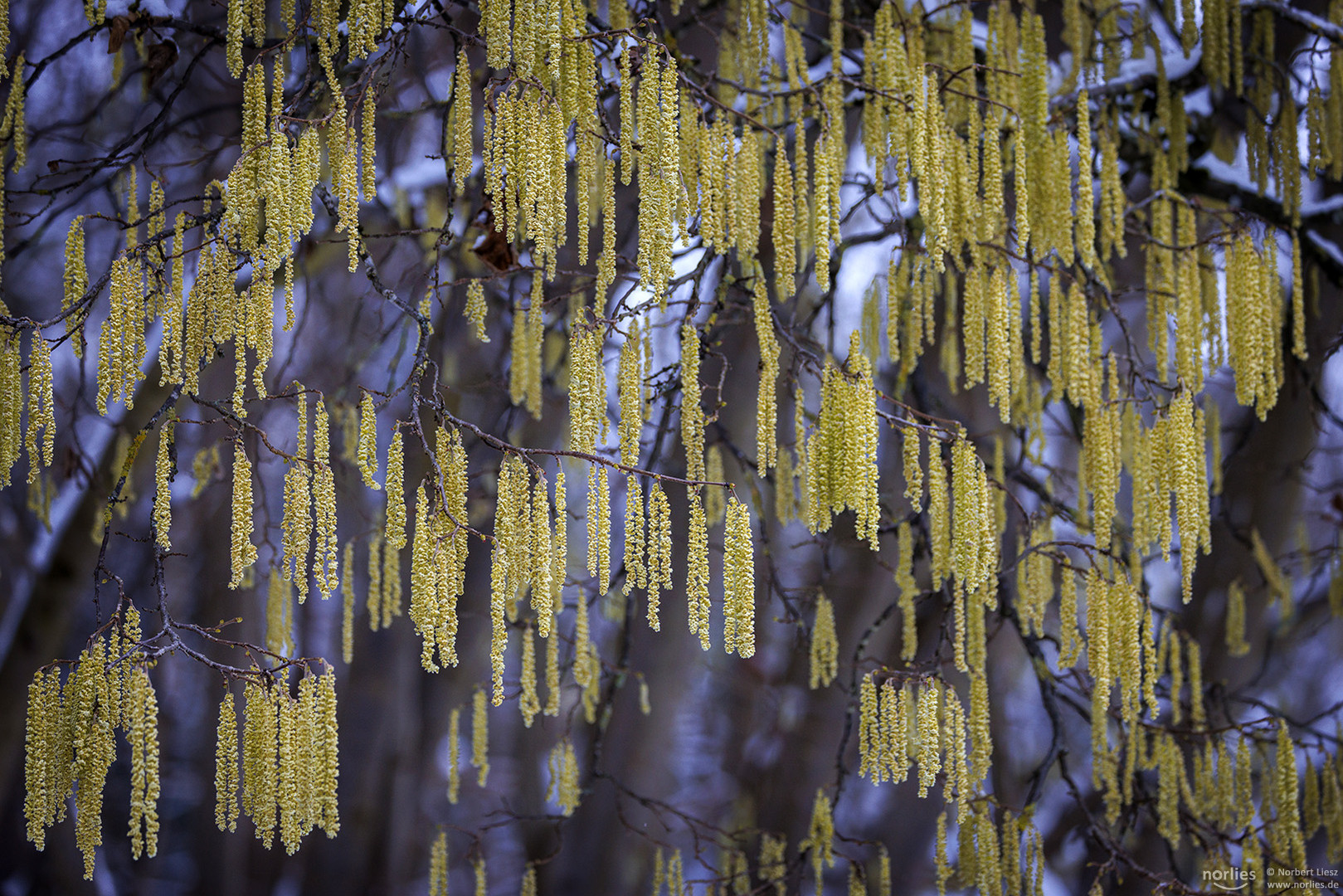 Blühender Haselnussbaum Foto & Bild | pflanzen, pilze & flechten ...