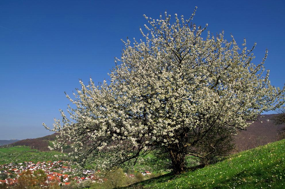 Blühender Kirschbaum Foto & Bild | jahreszeiten, frühling, natur Bilder ...