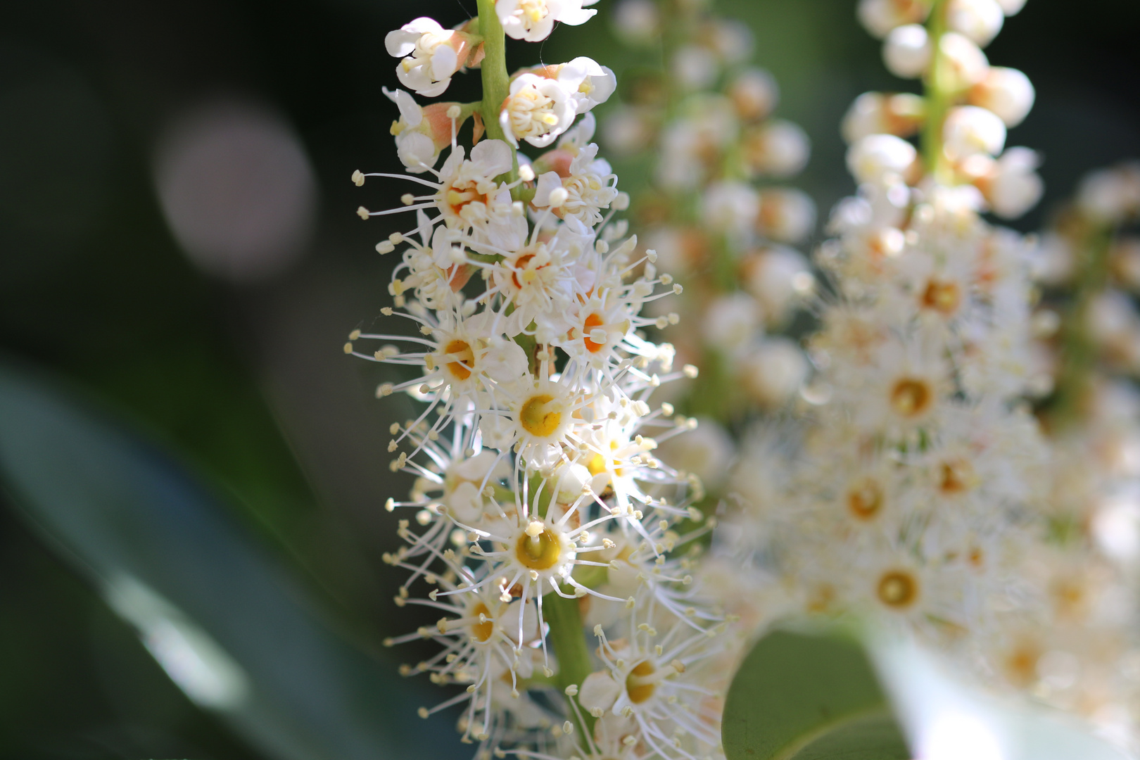 Blühender Lorbeer Foto & Bild | pflanzen, pilze & flechten, bäume ...