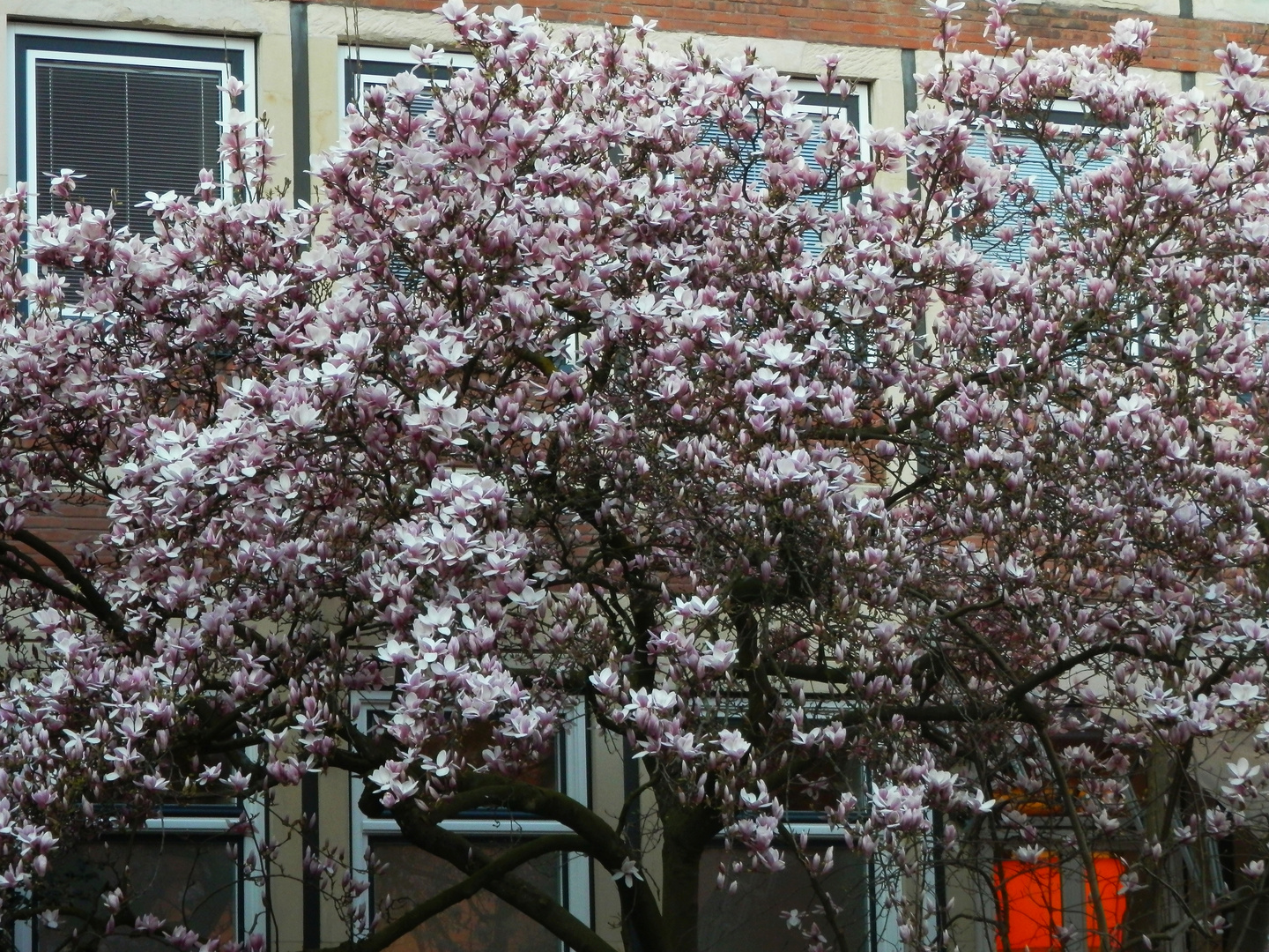 Blühender Magnolienbaum Foto & Bild | pflanzen, pilze & flechten, bäume ...