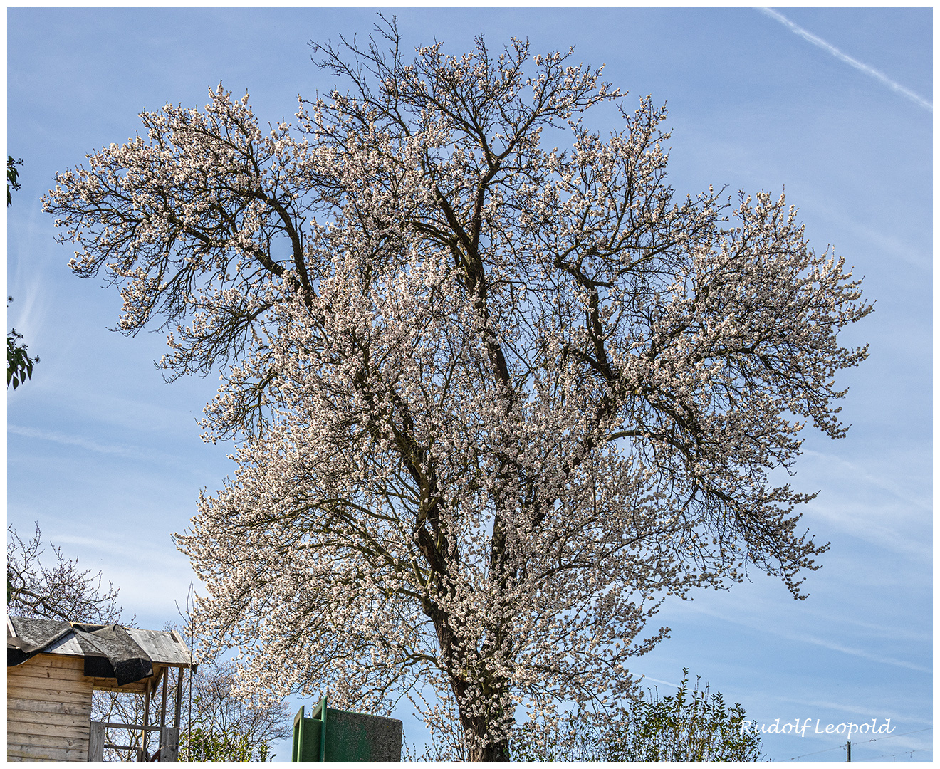 Blühender Marillenbaum Foto & Bild | pflanzen, pilze & flechten, bäume ...