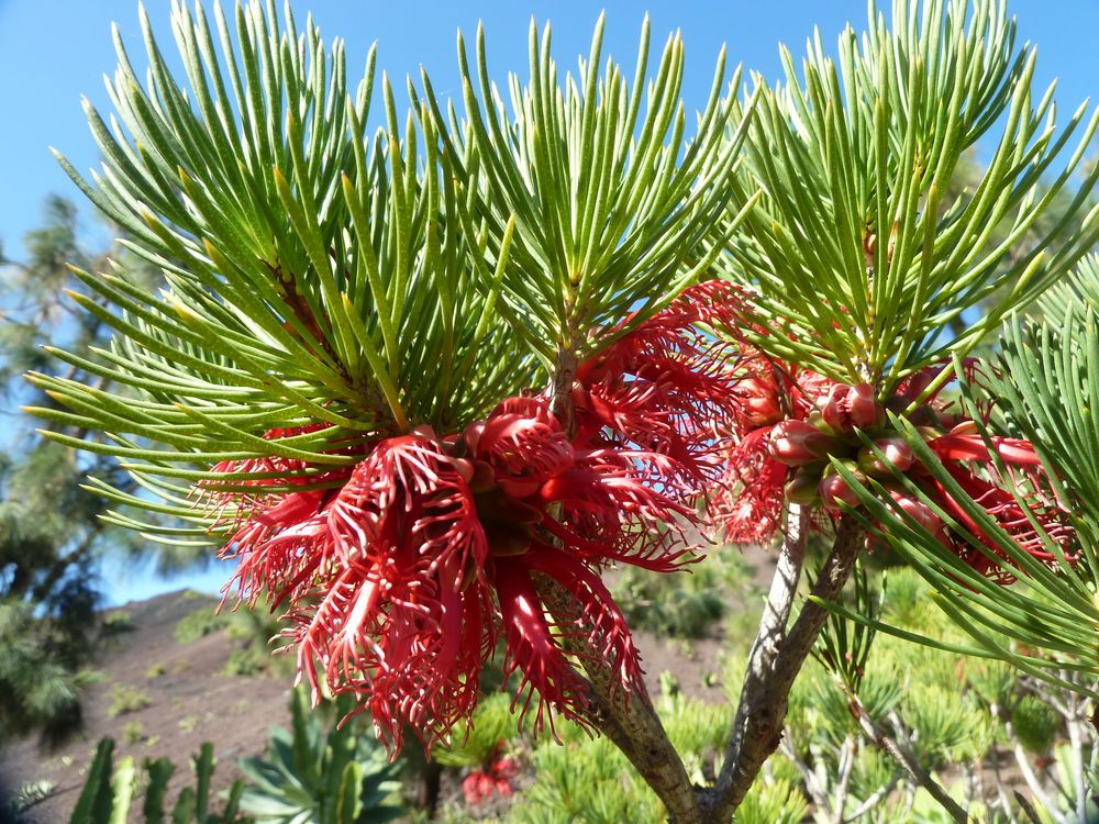 Blühender Nadelbaum Foto & Bild | pflanzen, pilze & flechten, bäume ...